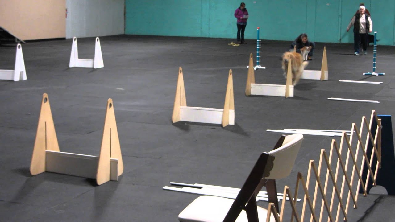 Flyball Practice - Team Run #1 (Lucy, Banner, Breezie, & Karmela) - YouTube