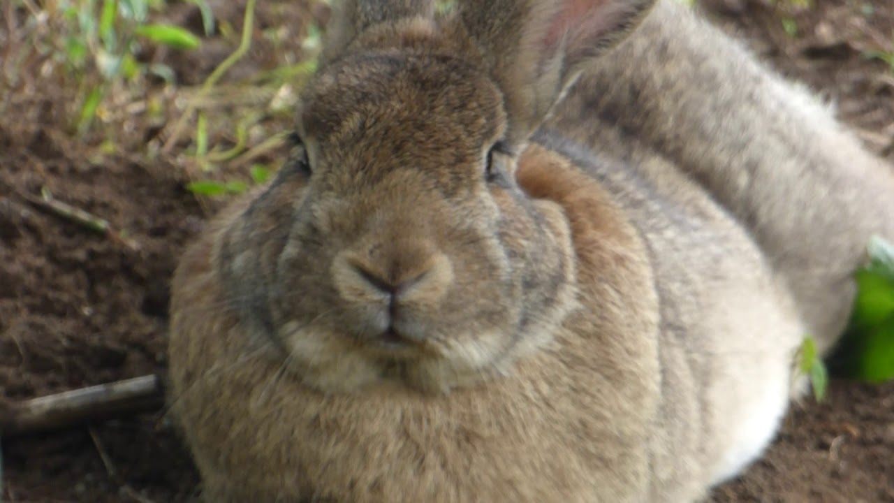 conejo macho descansando - YouTube