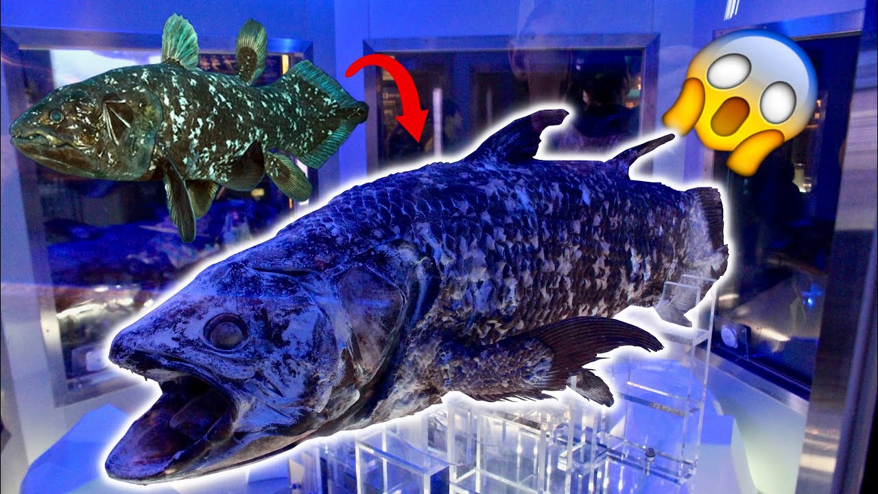 Finding RARE fish in Japanese fishing town! - YouTube