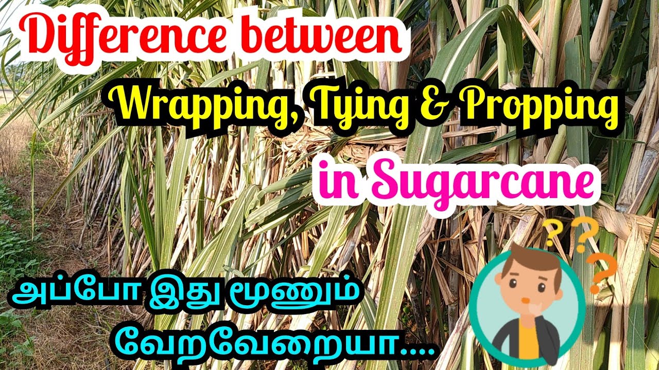 Difference between wrapping, tying and propping in sugarcane ...