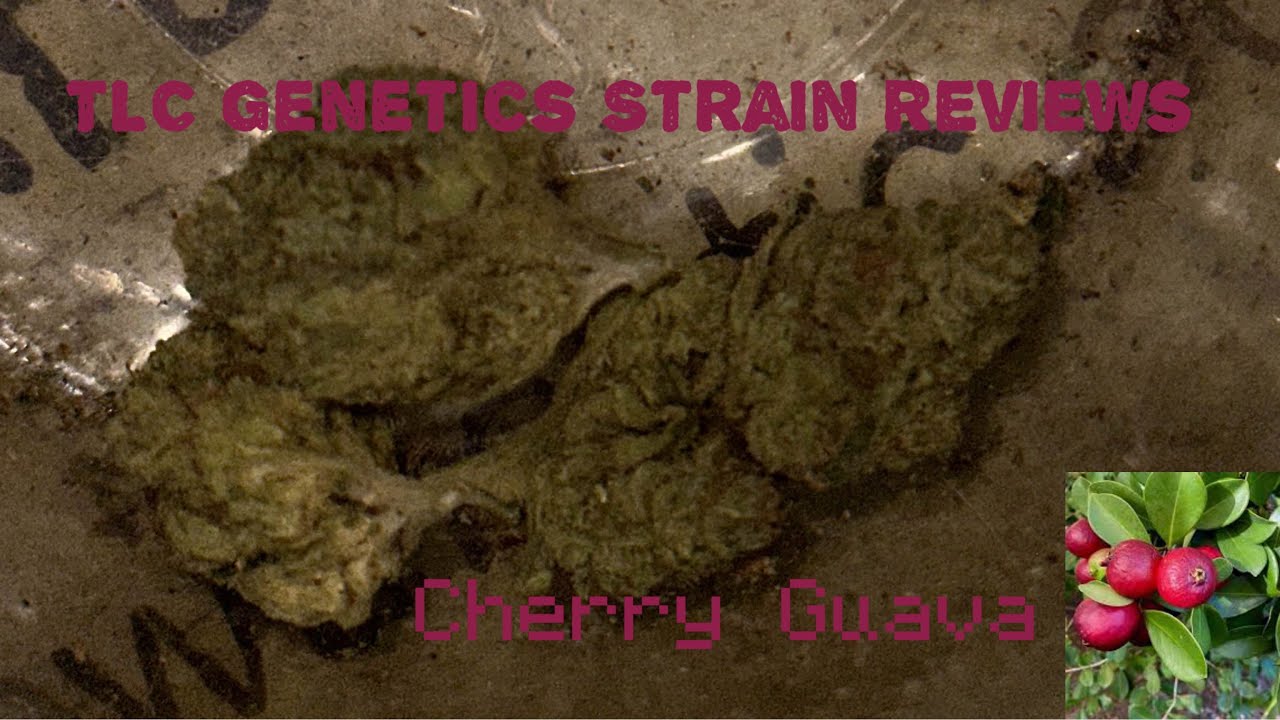 The TLC Genetic Show : Cherry Guava (Strain Review) - YouTube