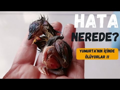 KMAI Kuluçka Makinesi Civciv Çıkımında Yaşadığımız Sorunlar / Chicken Egg Incubator