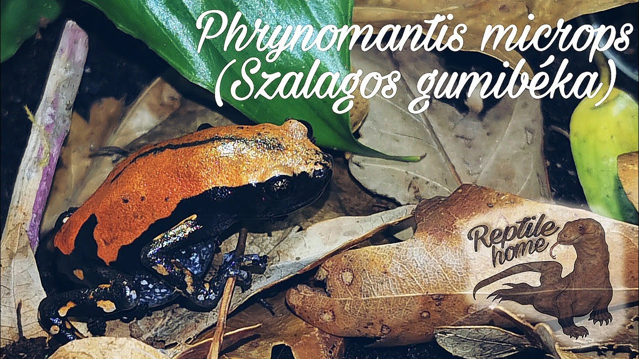 ÁLLATISMERET RÖVIDEN🐸 Phrynomantis microps (Szalagos gumibéka) - YouTube