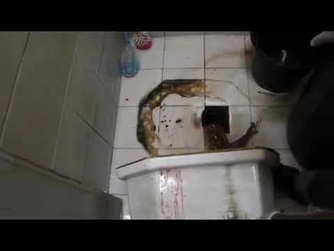 Python bites a man's private parts while in the toilet - YouTube