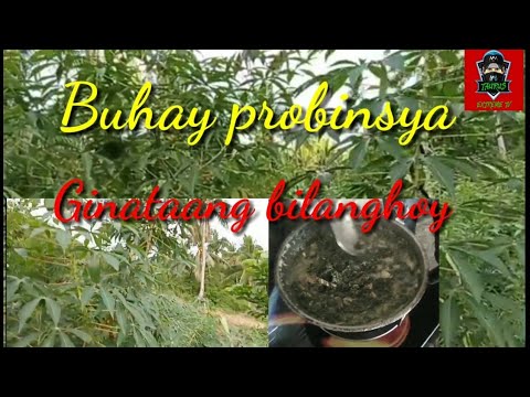 Ginataang talbos ng bilanghoy experiment ni Atty RSP06 - YouTube