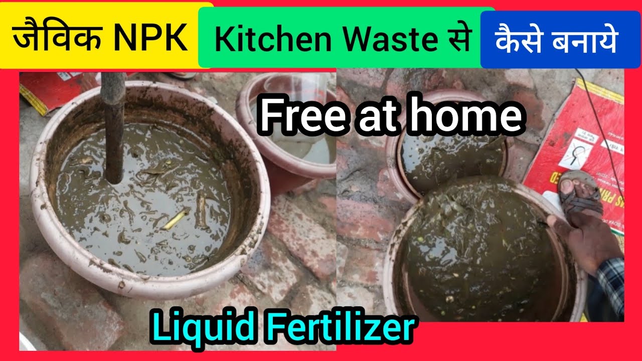 How to Make Organic Npk Liquid Fertilizer from Kitchen Waste?जैविक खाद ...