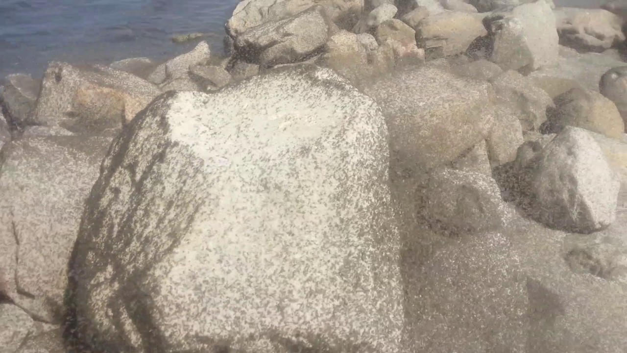 Great Salt Lake Brine flies and brine Shrimp(2) - YouTube