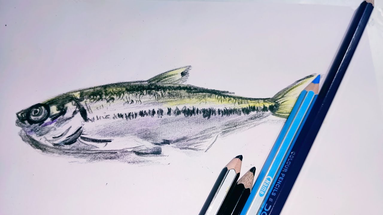 How to Draw Fish Drawing / Easy Machhali Ka painting For Kids / Step by ...