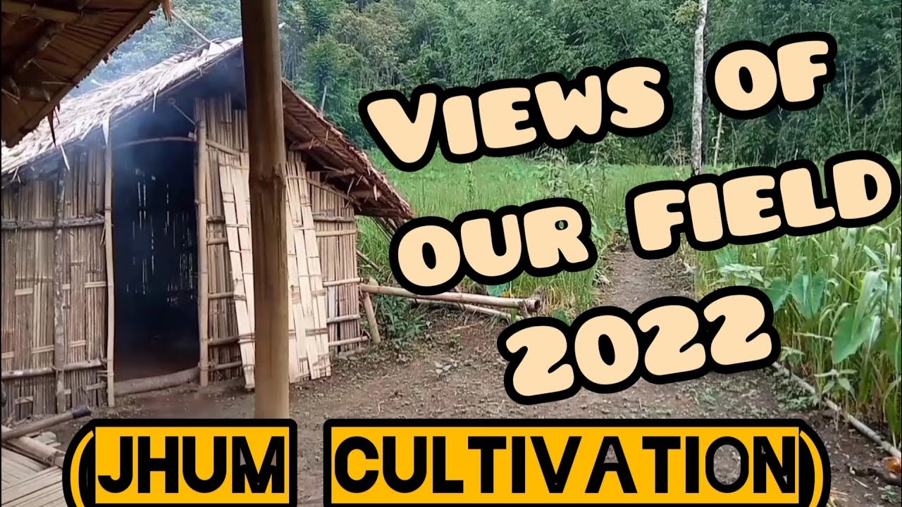 Views of our field(jhum cultivation)this year rice are not much good ...