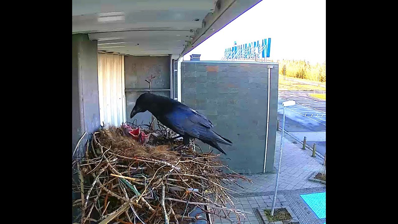 Raven nest Cam Iceland 3 26 18 650am Iceland 5 10 18 800am GMTIceland ...