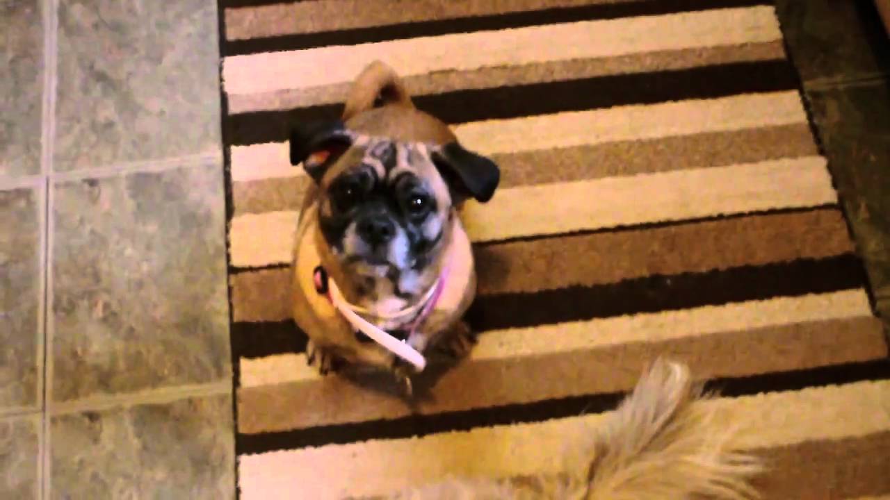 Happy Lapso Apso.And Jug - YouTube