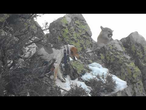 Mountain Lion Hound Hunting Bay Up In Challis Idaho