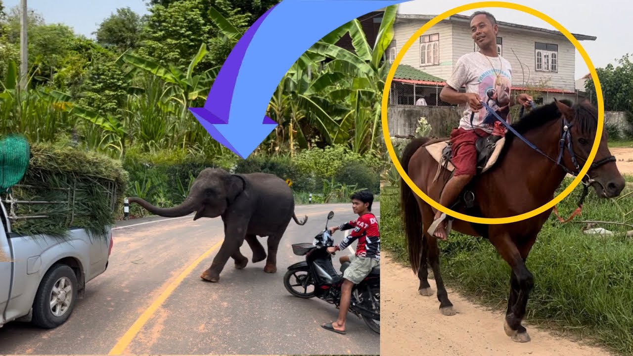 #supansa โกรธ😡ให้คุณพ่อ…หนี‼️ไปขี่ม้า-กลับมาจะเป็นอย่างไร?#yearofyou ...