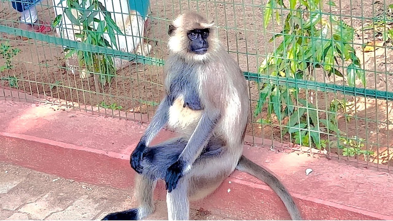 Monkeys pretending like human !!😱 😱👍👍 @Newsnutshell - YouTube