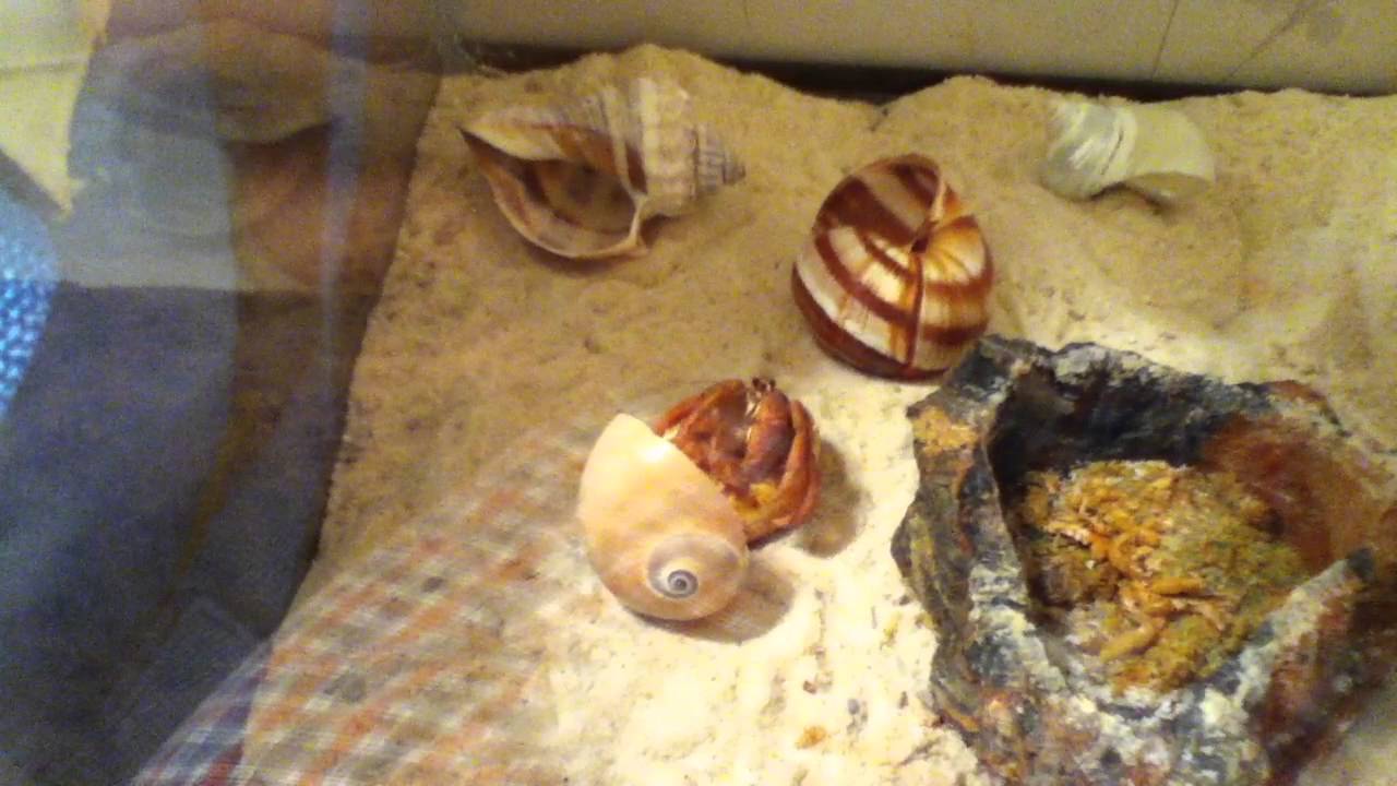 hermit crab changing shells - YouTube