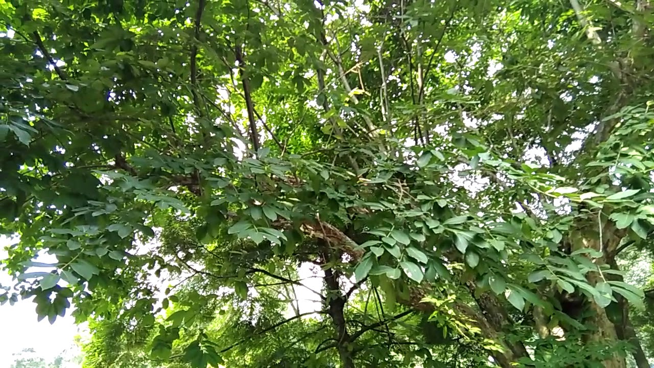 Mengenal tanaman hias / perindang Bungur besar (Lagersrtoemia speciosa ...