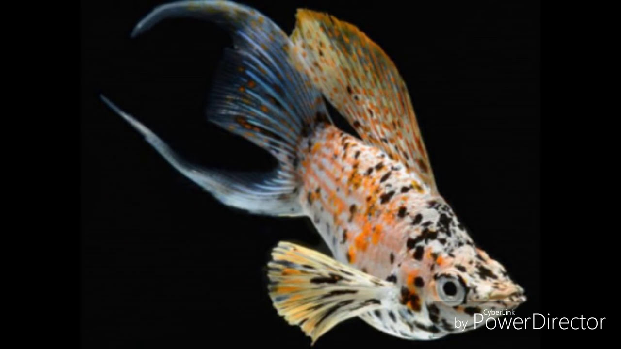 Pez Molly reproduccion y cuidados - YouTube