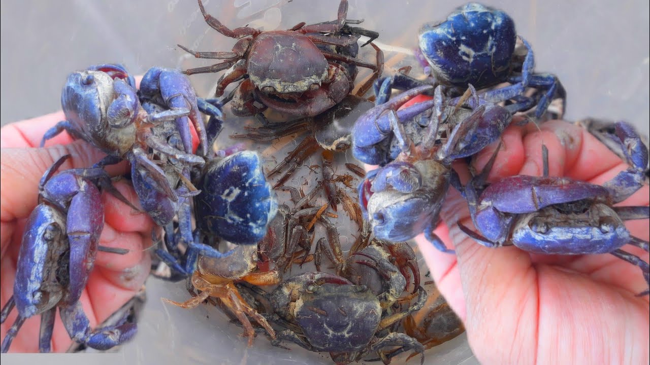 Finding freshwater crabs on land is very easy to catch, the creatures ...