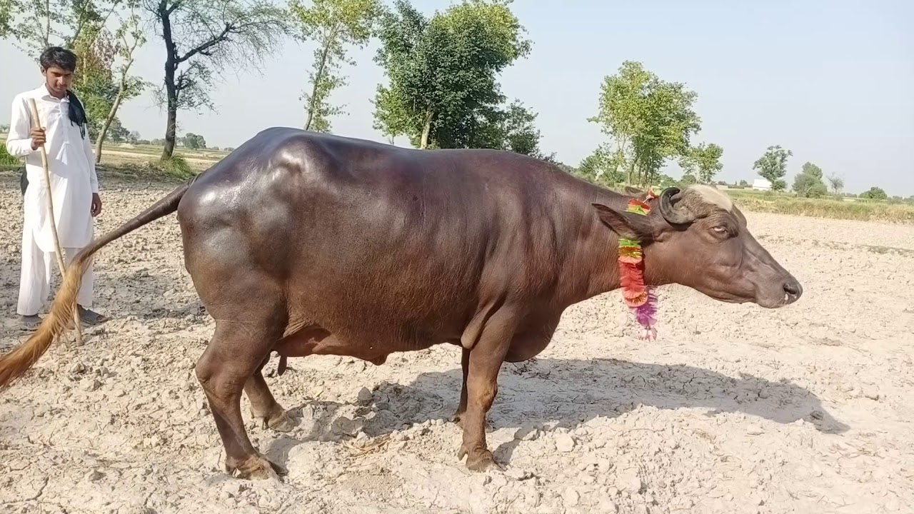 watch nili Ravi buffalo for sale in Punjab Pakistan on YouTube - YouTube
