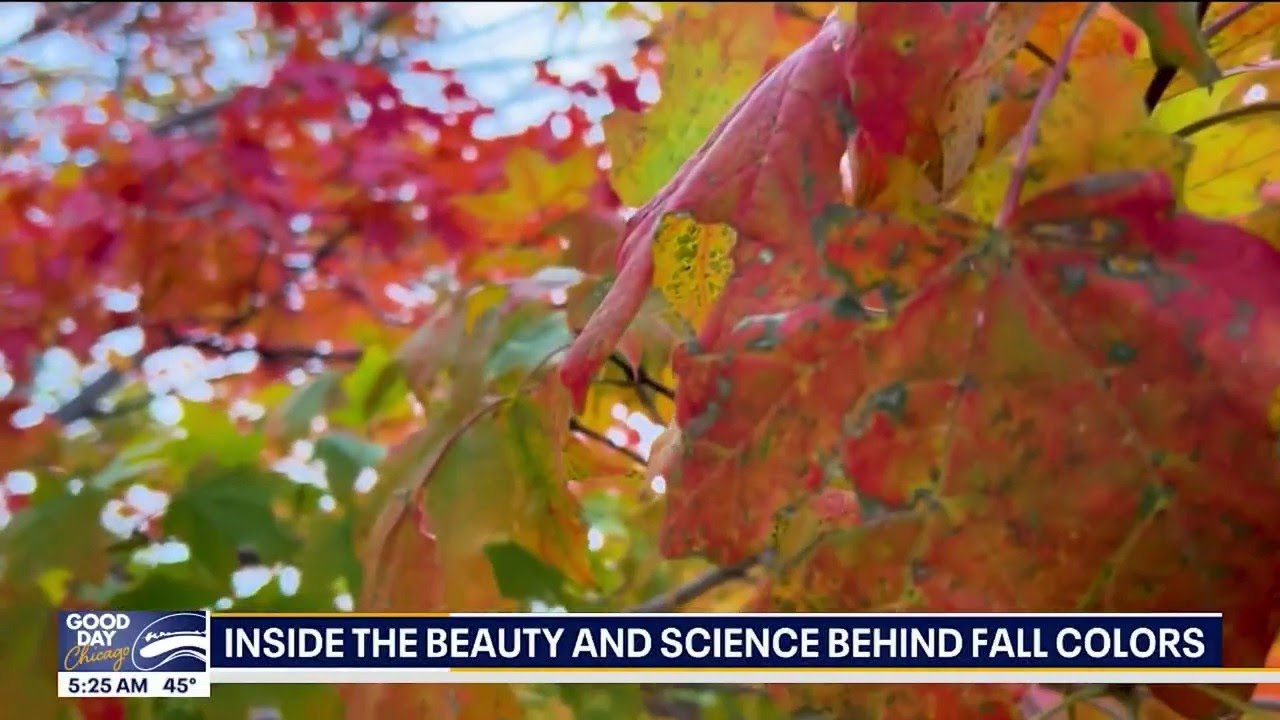 Midwest Fall Foliage Starts To Reach Peak Season - YouTube