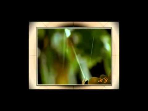 Riyaziyyatçı hörumcəklər.Allahın qüdrəti böyükdür