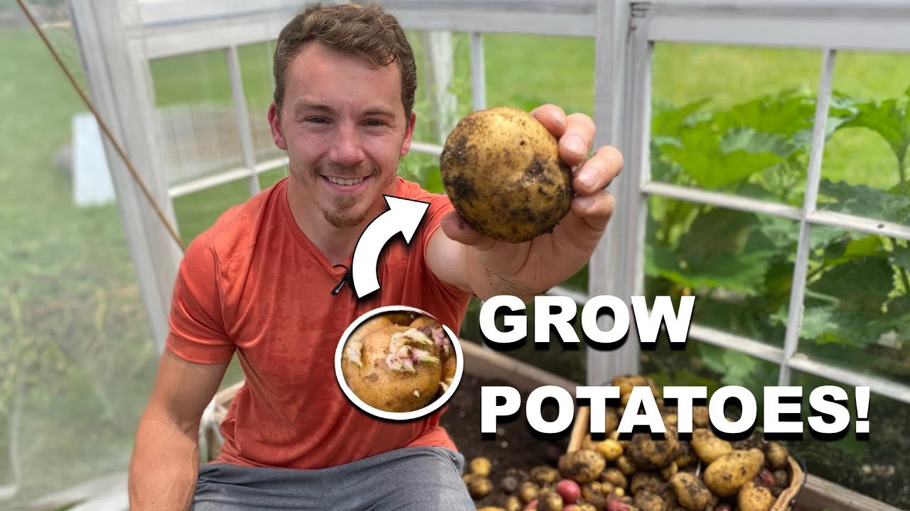 Do THIS to Grow Loads Of Potatoes (Live Potato Harvest and Growing ...
