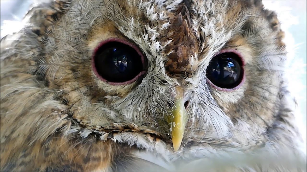Auge in Auge mit dem Waldkauz, brown owl, Eule Kauz Stringiformes Strix ...