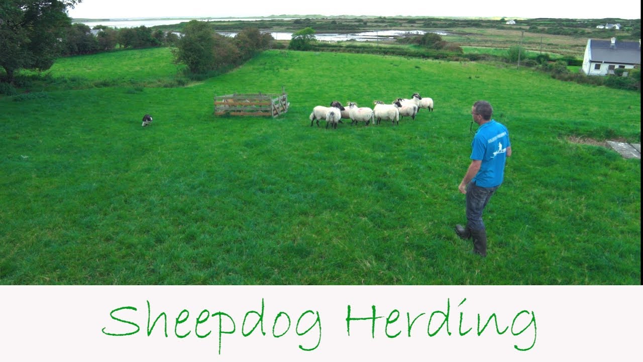 Traditional Sheep Dog Herding. - YouTube