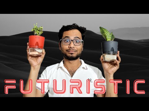 Kyari Plant Unboxing | Indoor Plant | Kyari Plant Review| Shahadat ...