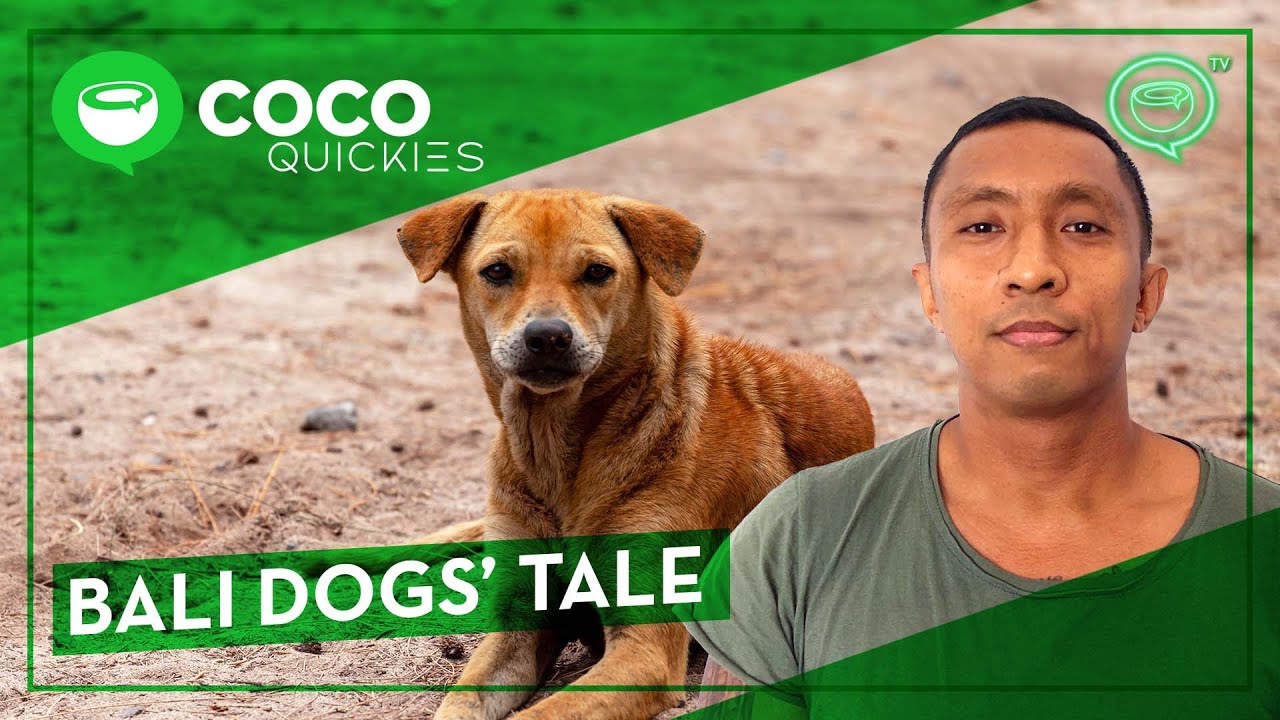 Bali’s Street Dogs | Coconuts TV - YouTube