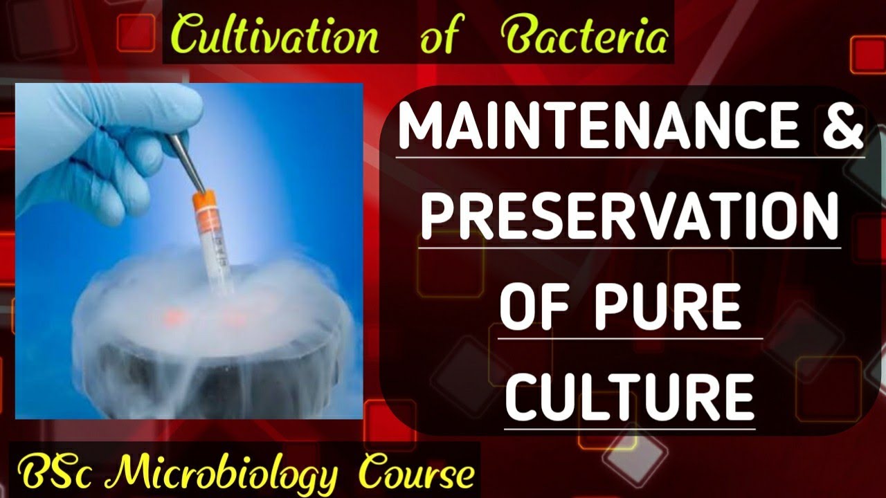 B.Sc- Microbiology(sem-1) Cultivation of Bacteria || Preservation and ...