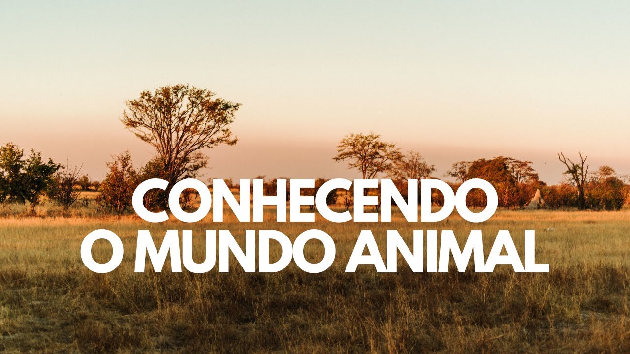 Conhecendo o mundo animal - YouTube
