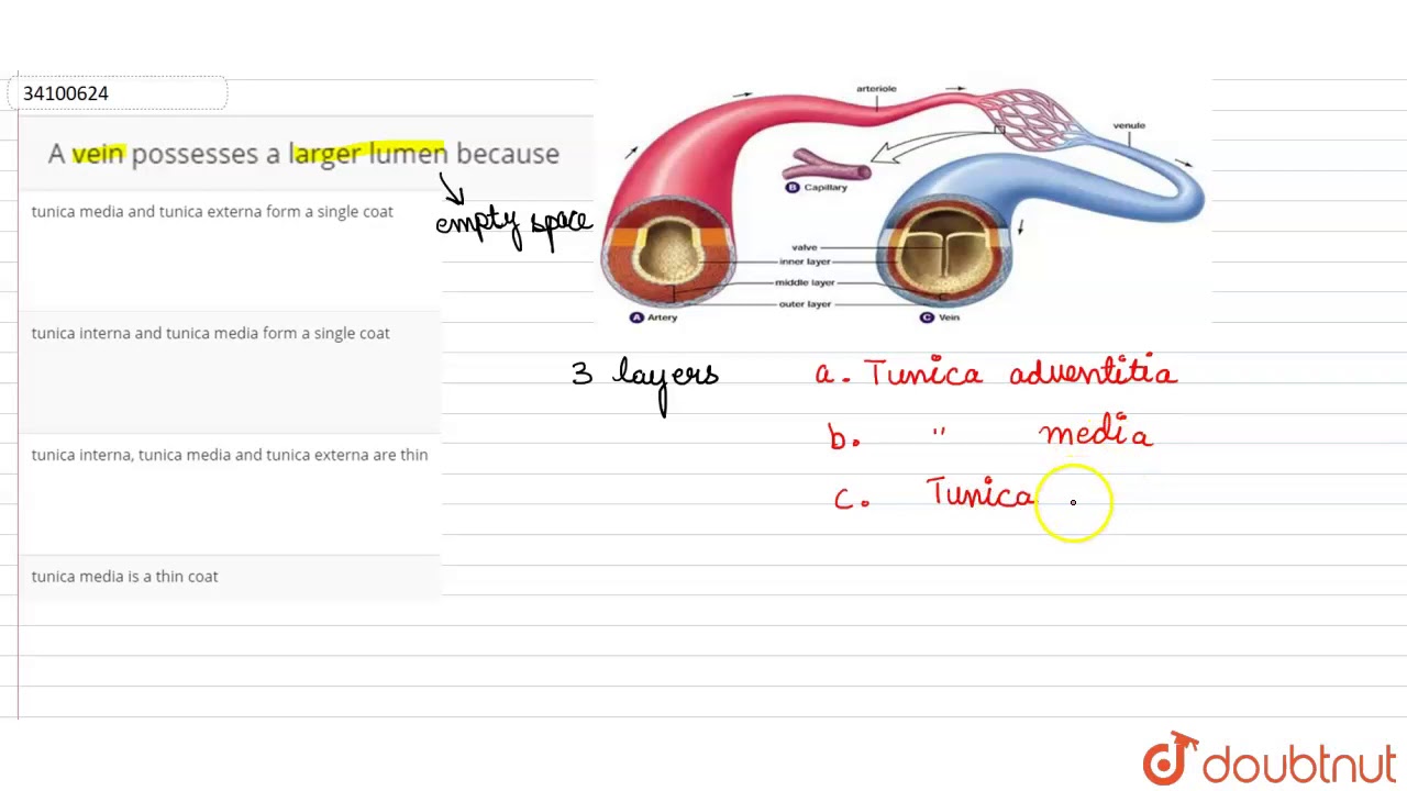 A vein possesses a larger lumen because - YouTube