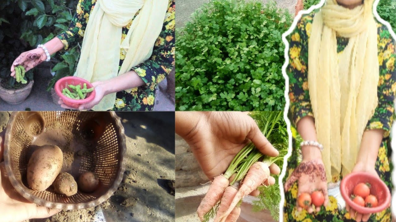Harvesting vegetables & mulberry | Picking mulberries | Grown from ...