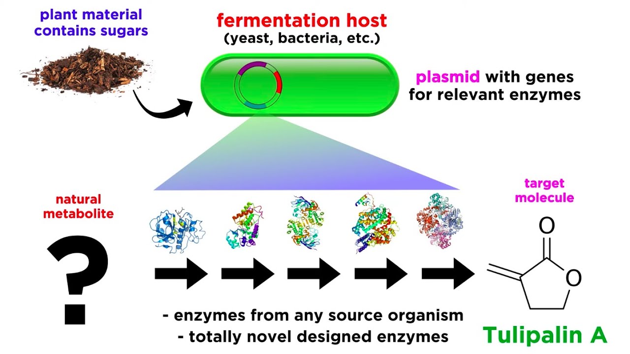 Synthetic Biology and Materials Science Part 2: Nature-Made Plastics ...