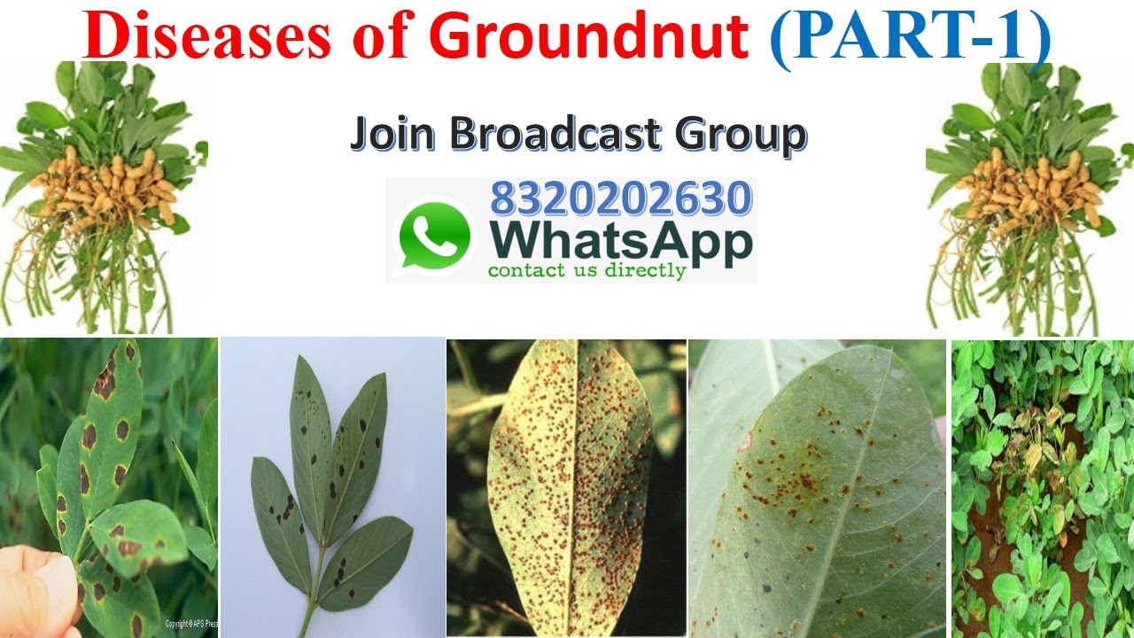 Diseases of Groundnut (PART 1)|Disease of Field Crops - YouTube