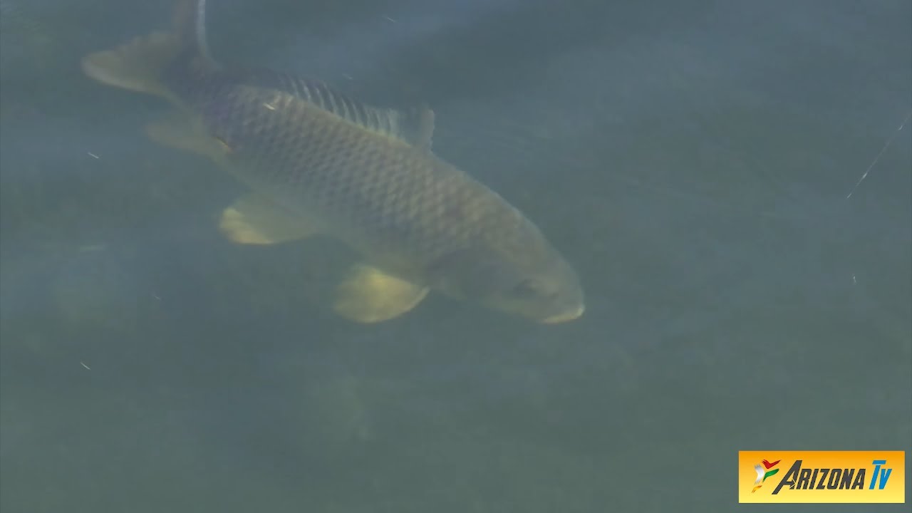 MONDO PESCA - L' ORACOLO DELLA MUZZA - CANALE MUZZA - PESCARE CARPE ...