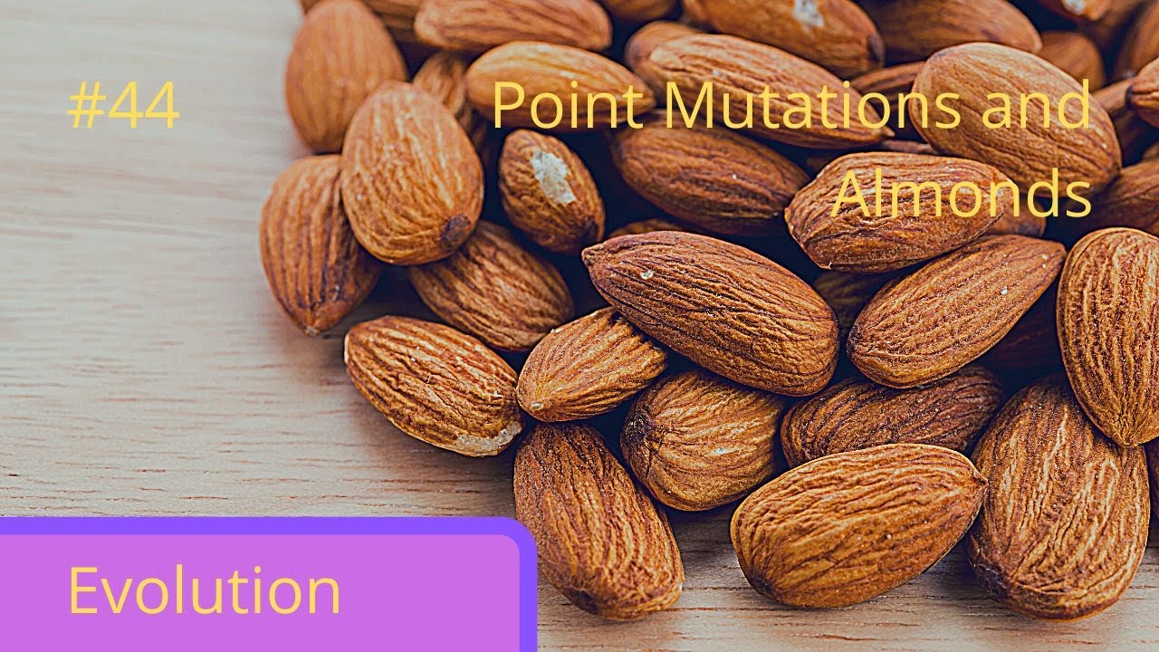 Biopedia episode 44- Point Mutations and Almonds - YouTube