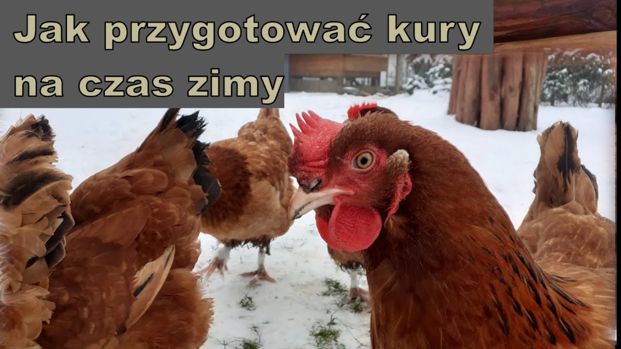 🐔 Zima w kurniku. Jak przygotować kury i kurnik na czas zimy. - YouTube