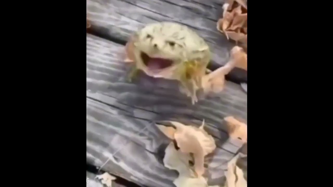 rana saltando y riendo - YouTube