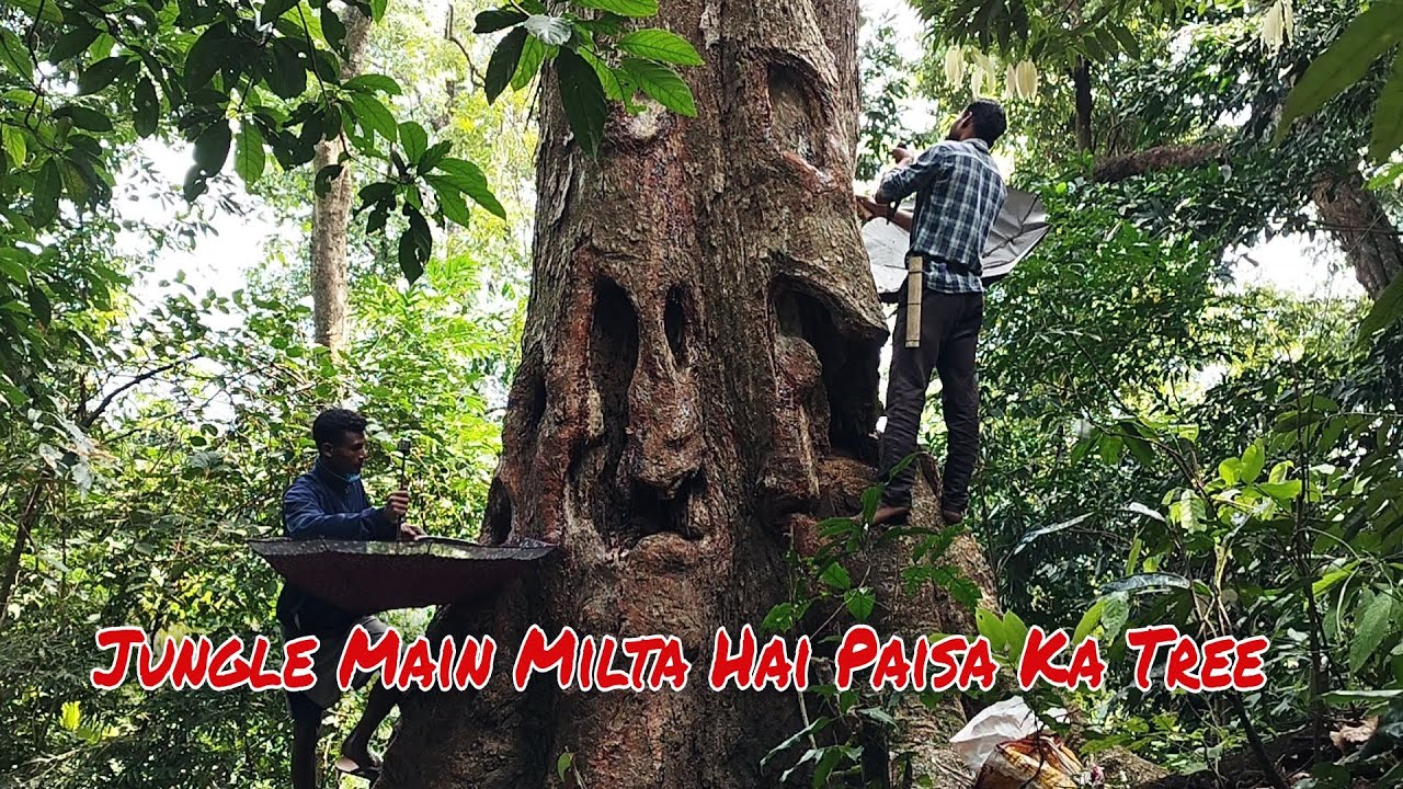 Jungle Main Milta Hai Paisa KaTree - YouTube