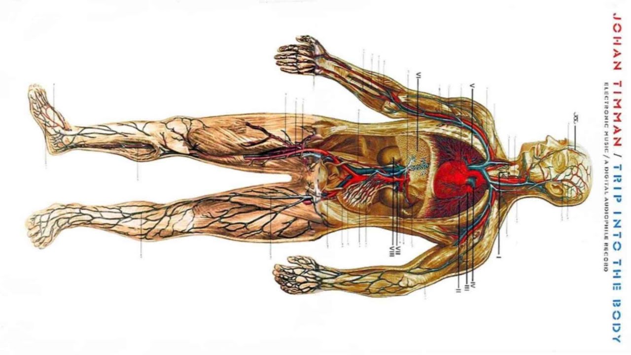 Johan Timman - Trip Into The Body (1978 - 1982) Full Album - YouTube