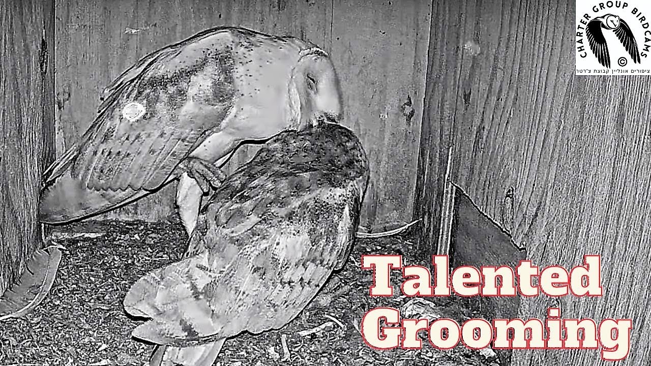 While The Female Barn Owl Incubates Their Eggs, The Male Preens Her On ...