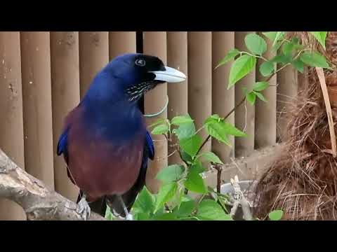 A video of Lidth's jay in Ueno Zoological Gardens