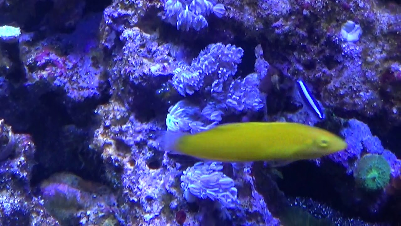 90g reef tank - YouTube