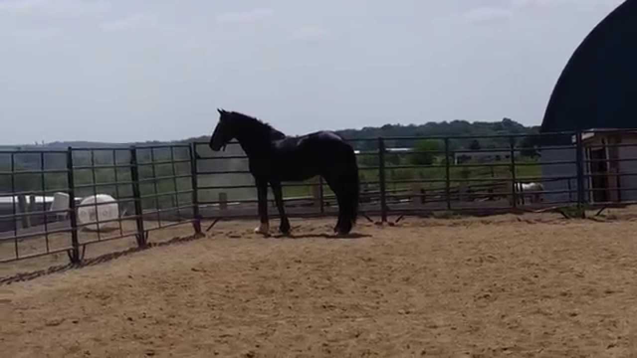 Shire/Thoroughbred - Ms. Gypsy Rose - YouTube