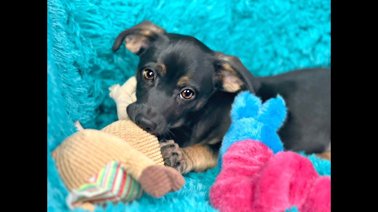Peter Cottontail! Sweetest puppy ever! TracysPawsRescue Saving dogs in ...