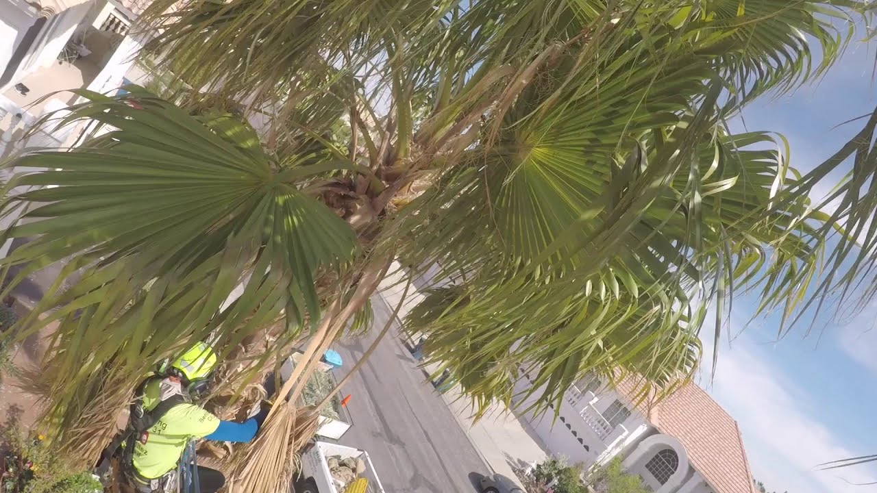 Traversing (tree work) - YouTube