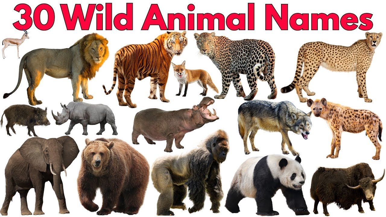 30 Amazing Wild Animals for Kids 🦁 | Lion, Tiger & More | Learning ...