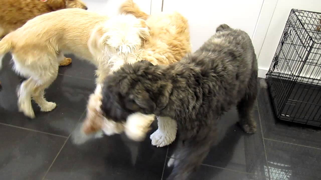 TPSB - DV#11 - Olive, Bo, George - YouTube
